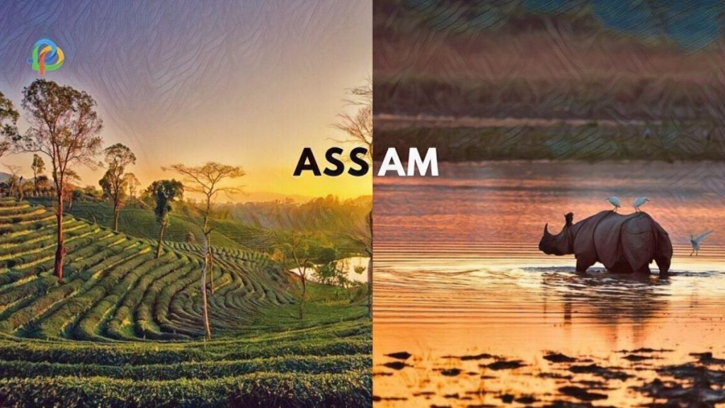 Assam: Explore The Beauty Of Wildlife And Tea Plantations! - People Places