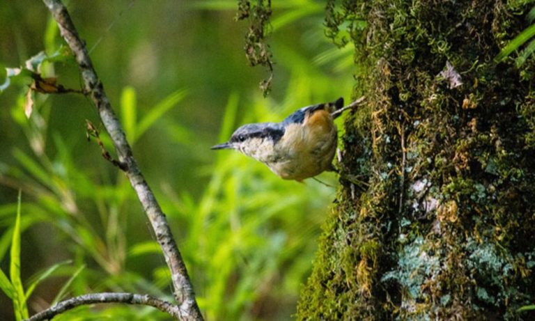 Pangot: Explore The Scenic Village Nestled In Uttarakhand! - People Places