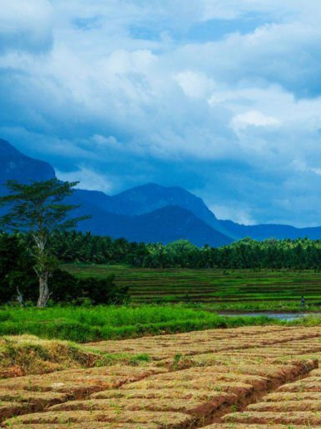 Enjoy The Beauty Of Pollachi, The Coconut City Of Tamilnadu! - People ...