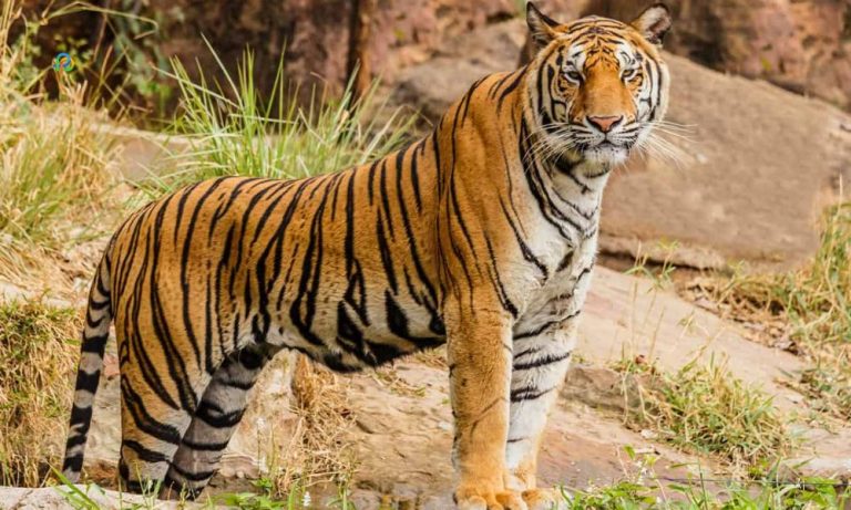 Unveil The Charm Of Gadchiroli: A Hidden Gem Of Maharashtra! - People ...