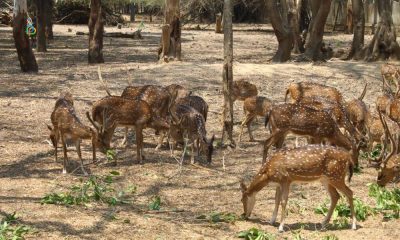 Tumkur: Enjoy The "Kalpataru Nadu" Of Karnataka! - People Places