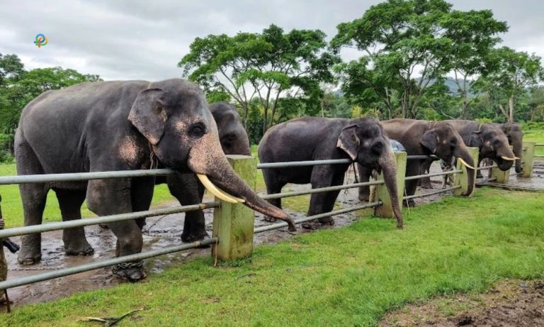 Unveil The Charm Of Gadchiroli: A Hidden Gem Of Maharashtra! - People ...