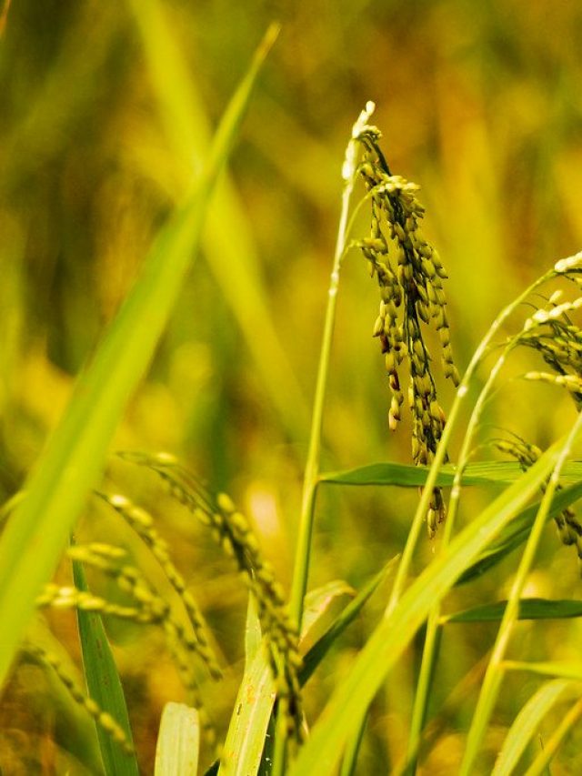 Discover The Rice City Of India, Gondia! - People Places