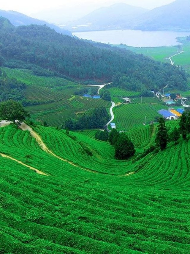 Discover Peermade: The Picturesque Hill Station In Kerala! - People Places