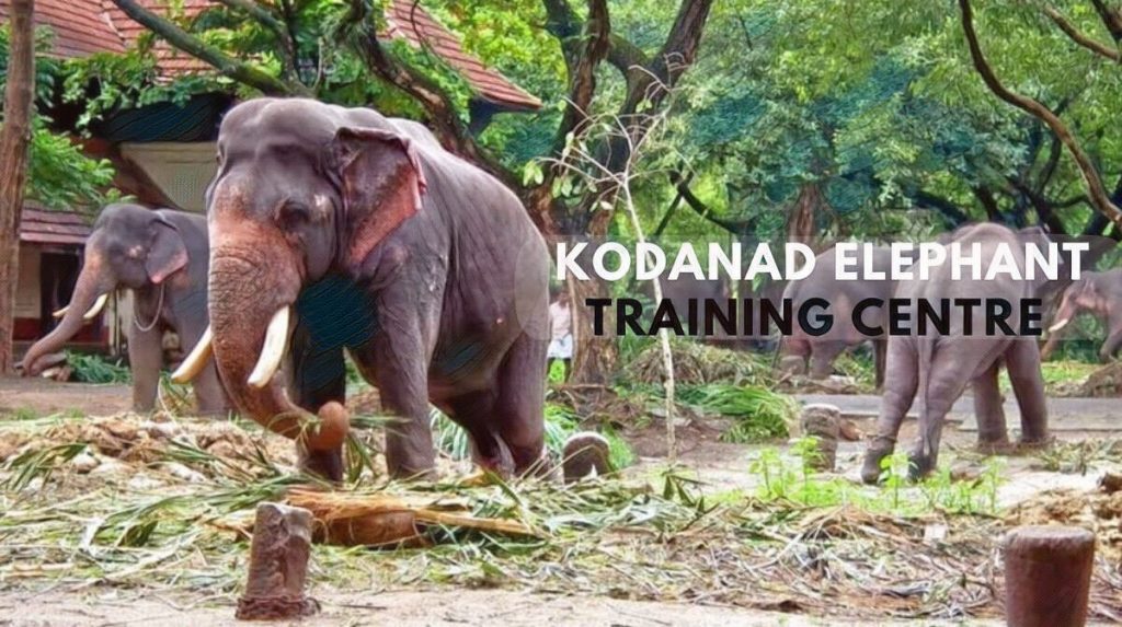 Kodanad Elephant Training Centre: A Detailed Travel Guide! - People Places