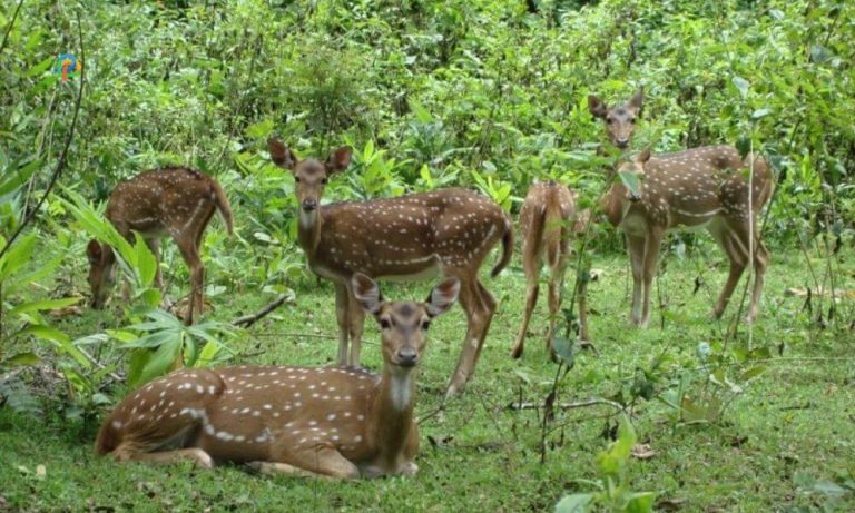 Explore Top Wildlife Sanctuary Near Pune-2023! - People Places