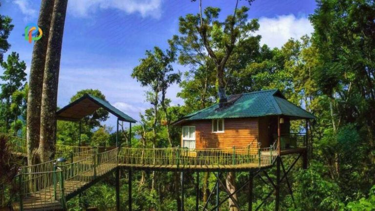 Tree House Stay: A Unique Way To Experience Wayanad! - People Places