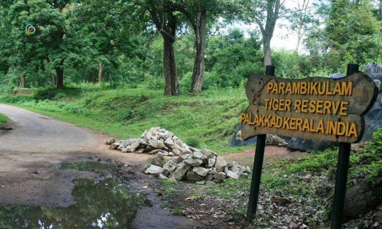 Walayar: Explore The Tranquil Beauty Of Kerala's Border! - People Places