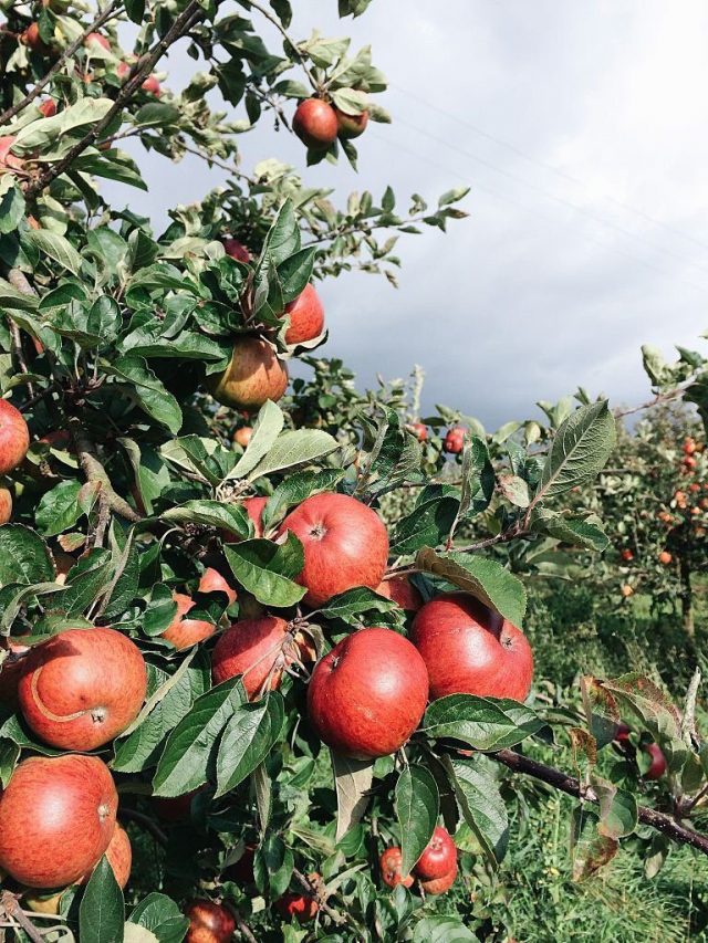 India's Top Ten Apple-growing States! - People Places